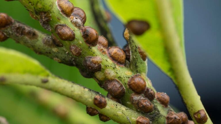 Witte beestjes op planten bestrijden | VBK Afrasteringen