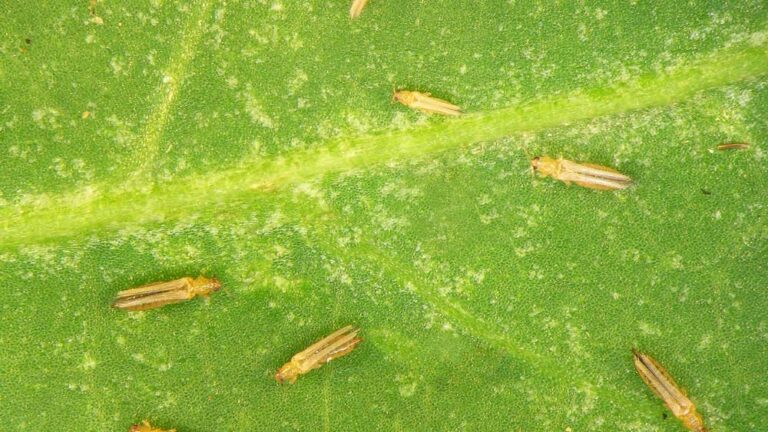 Witte beestjes op planten bestrijden | VBK Afrasteringen