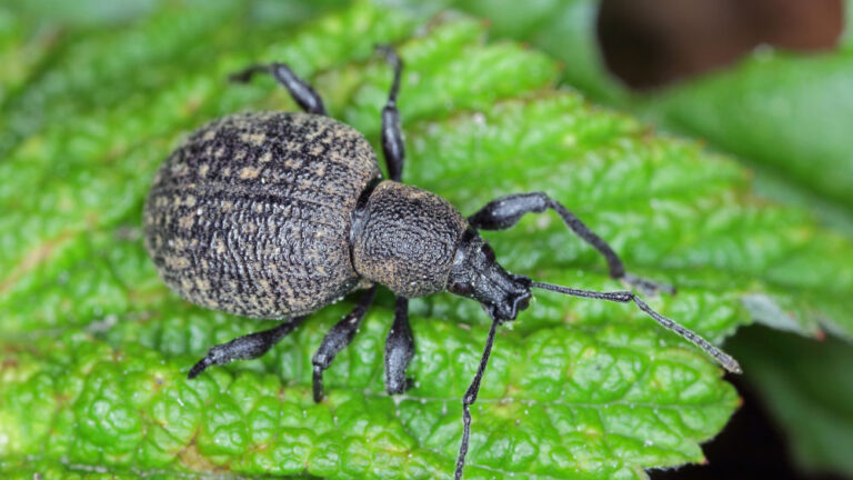 Hoe kan je de taxuskever bestrijden? | VBK Afrasteringen