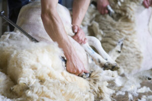 Schapen scheren in de winter: wanneer en waarom? | VBK Afrasteringen